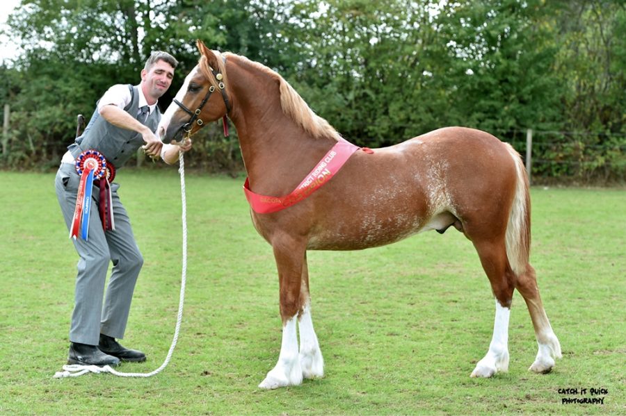 Dacorum and District Riding Club - Dacorum and District Riding Club