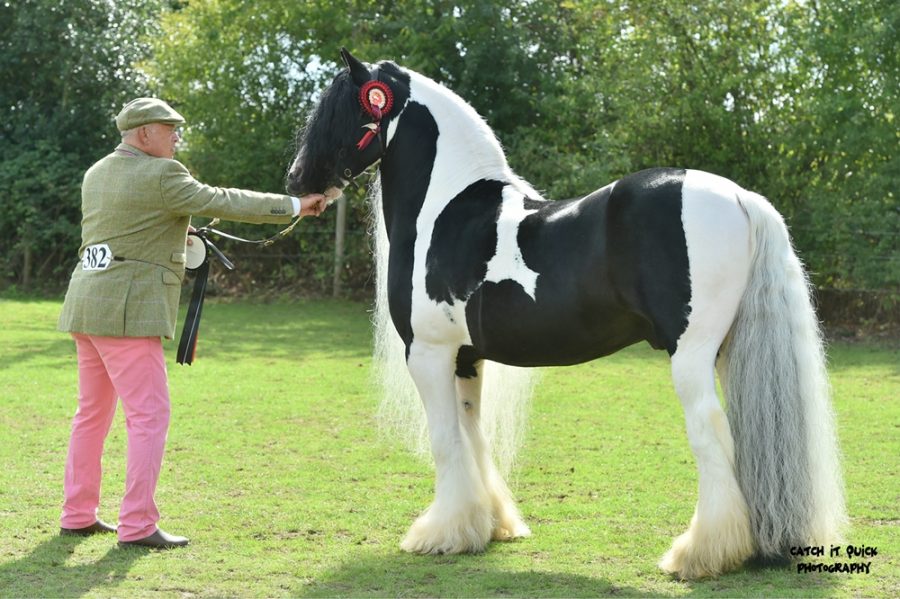 Dacorum and District Riding Club - Dacorum and District Riding Club